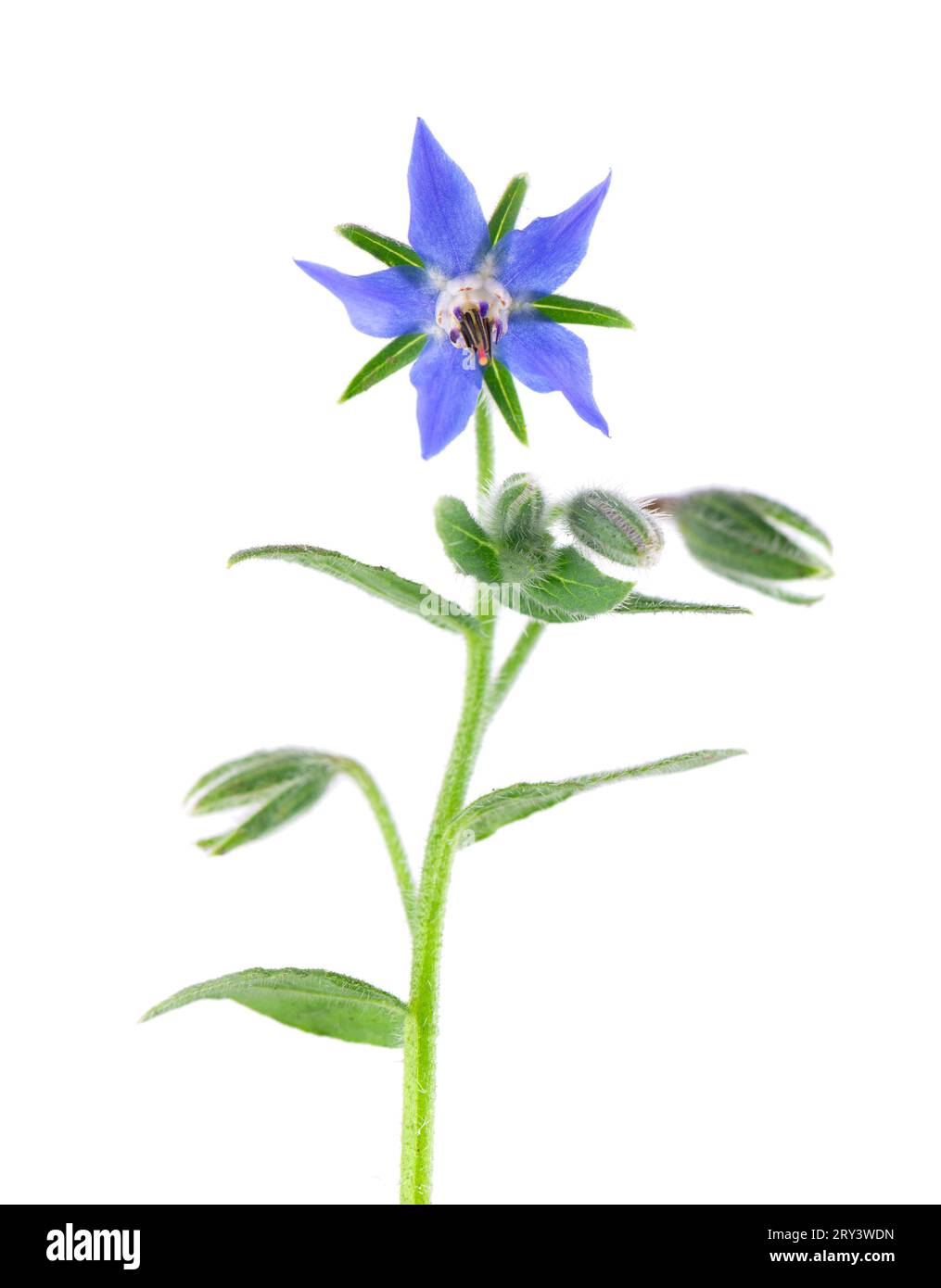 Borage flowers isolated on a white background. Borago officinalis ...