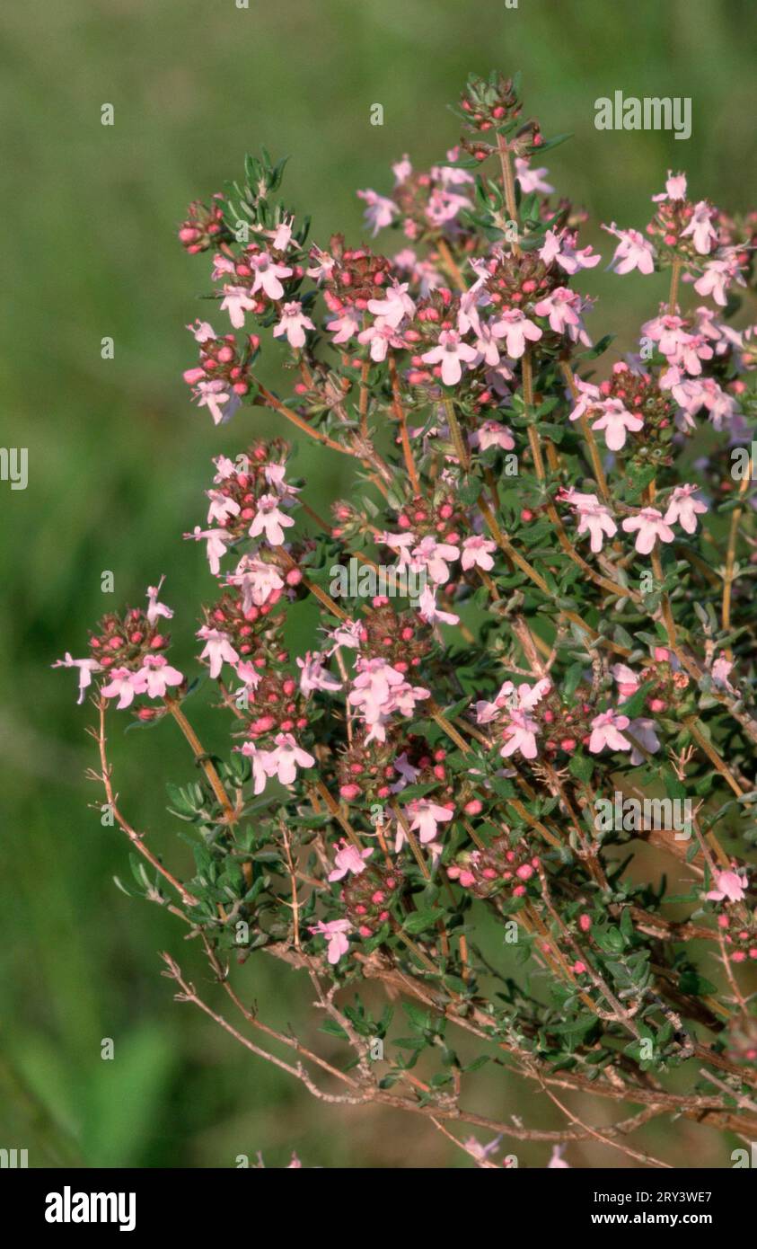 Breckland thyme (Thymus serpyllum), Provence, Southern France Stock ...