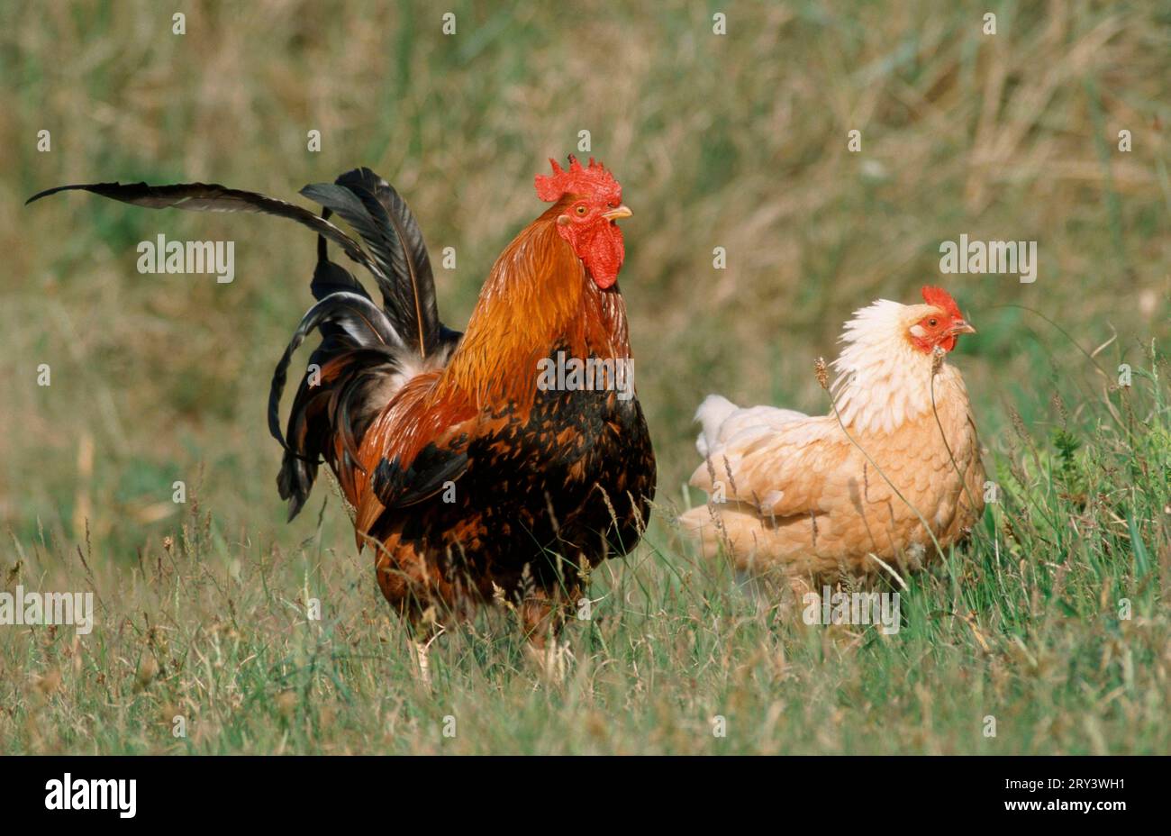 Chicken breed netherlands hi-res stock photography and images - Alamy