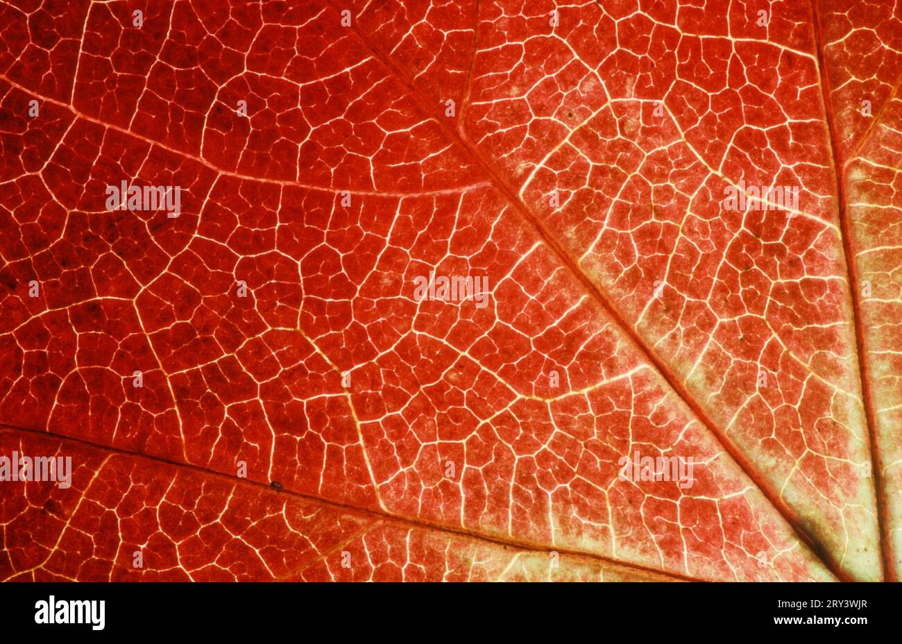 Boston Ivy, leaf detail in autumn (Parthenocissus tricuspidata veitchii ...