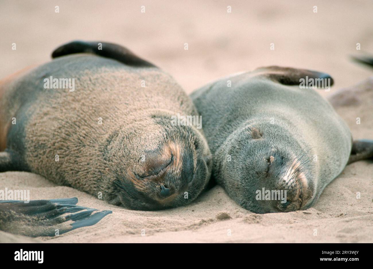 Fur seals sleep underwater hi-res stock photography and images - Alamy