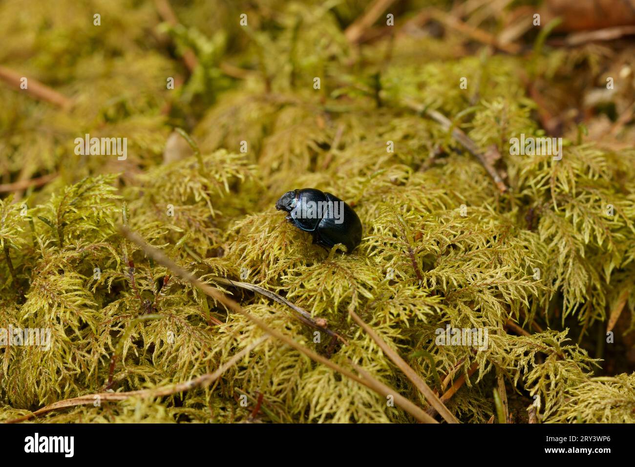 Anoplotrupes stercorosus Family Geotrupidae Genus Anoplotrupes Woodland ...