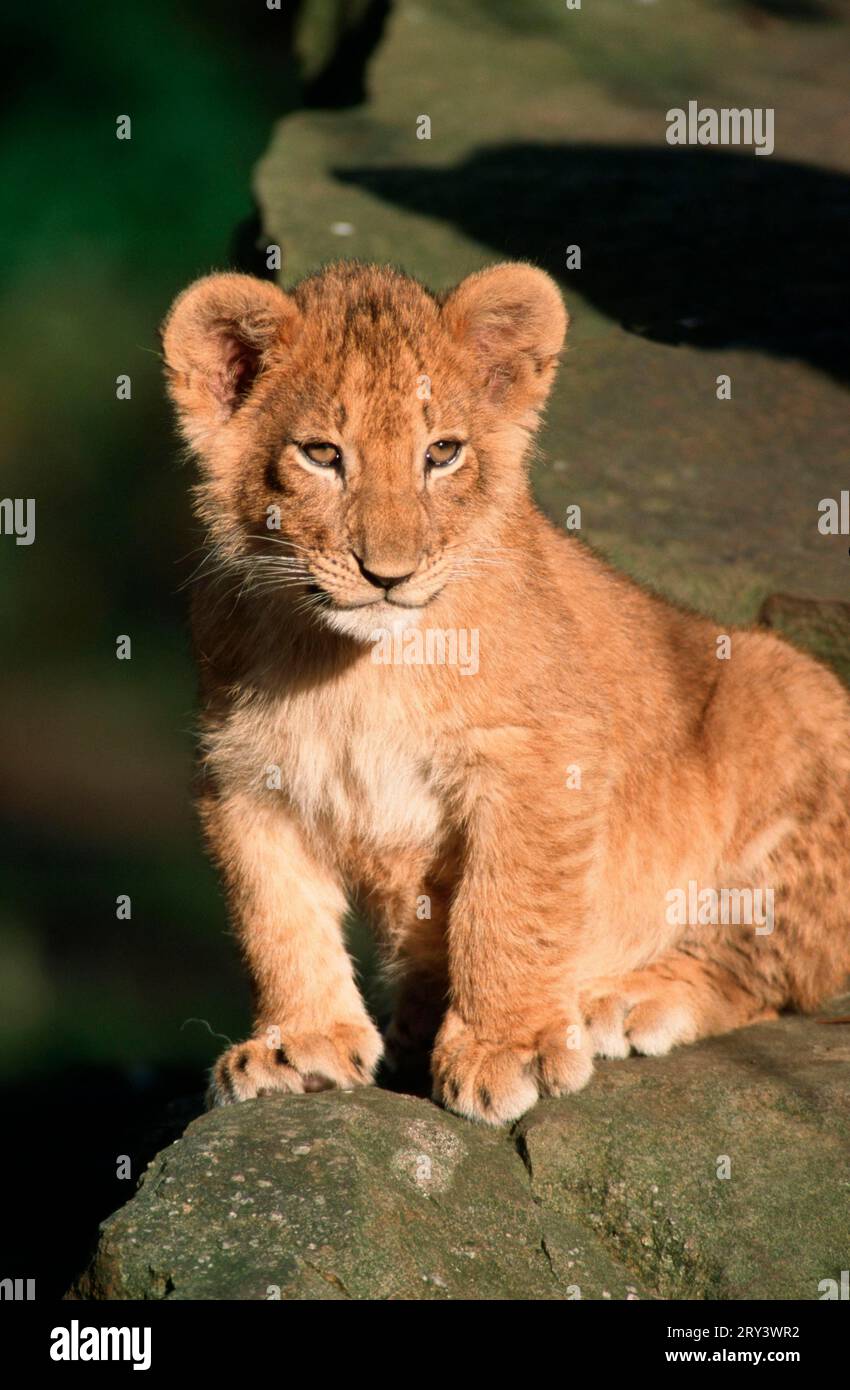African Lion (Panthera leo), cub Stock Photo - Alamy