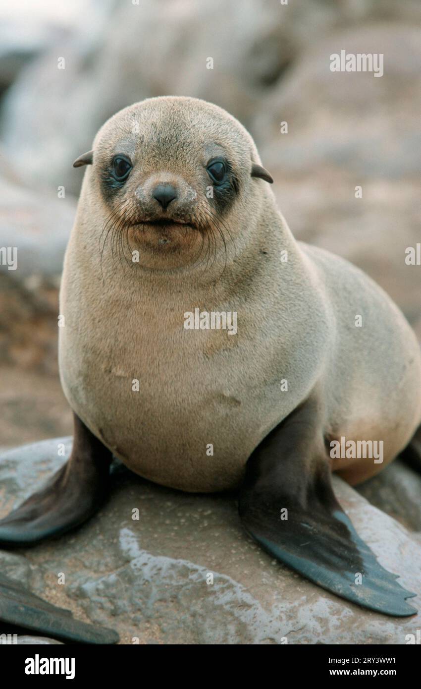 Young South African Fur Seal (Arctocephalus pusillus), Cape Cross ...