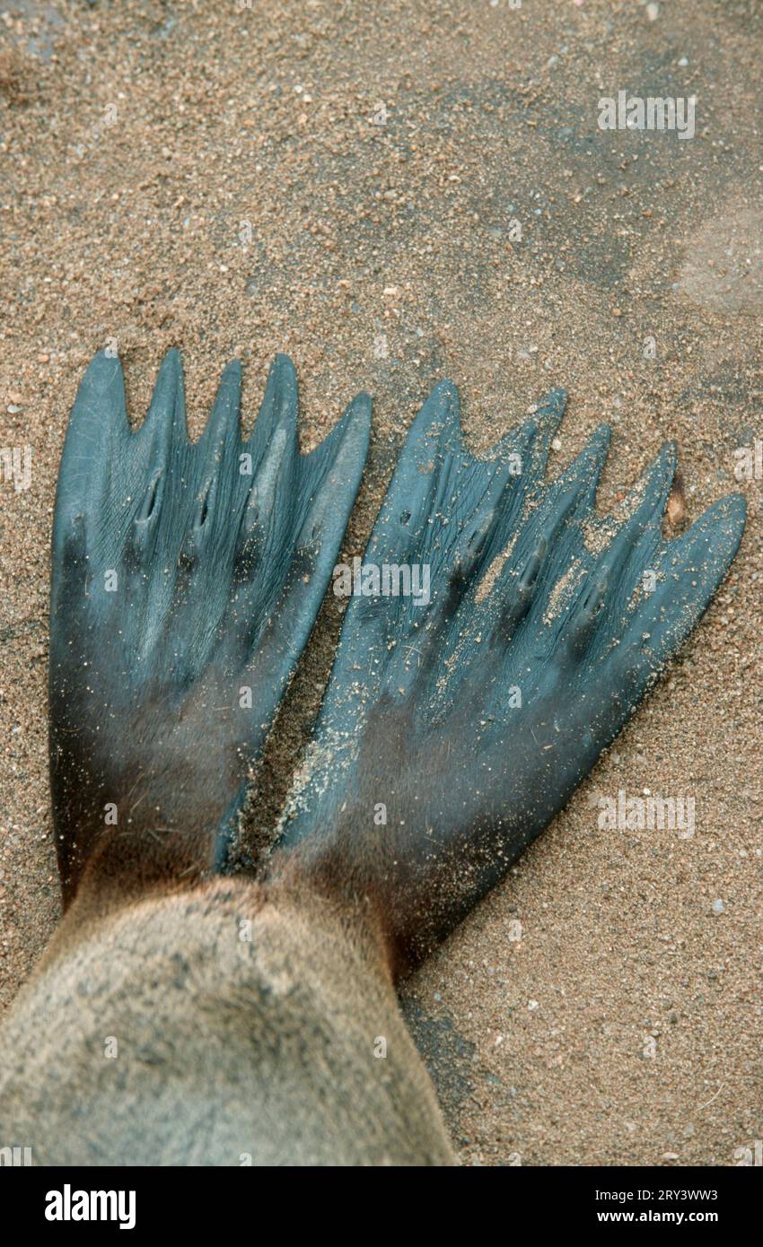 Pinniped fins hi-res stock photography and images - Alamy