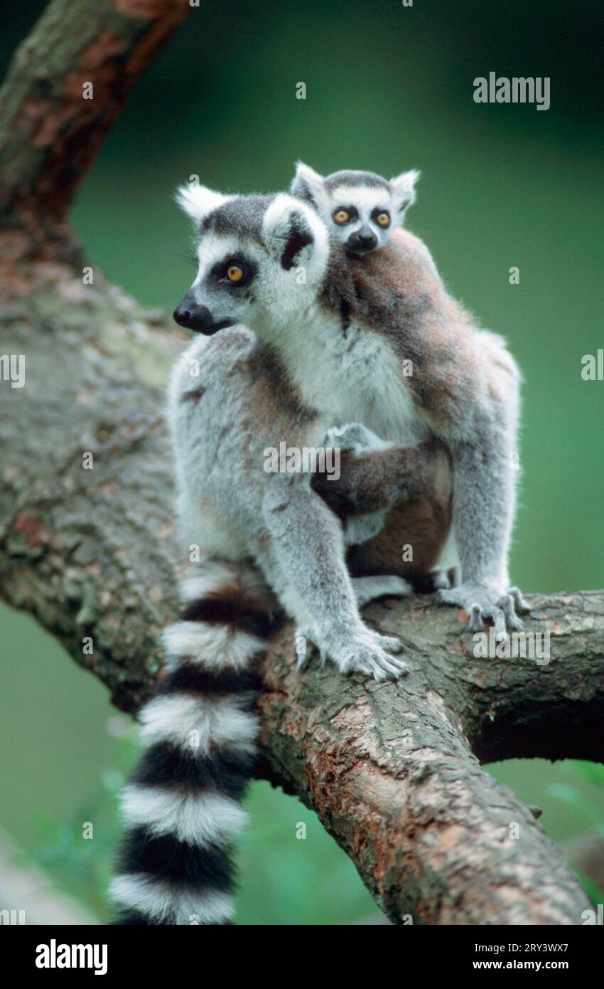 Ring tailed lemurs (Lemur catta), female with kitten Stock Photo - Alamy