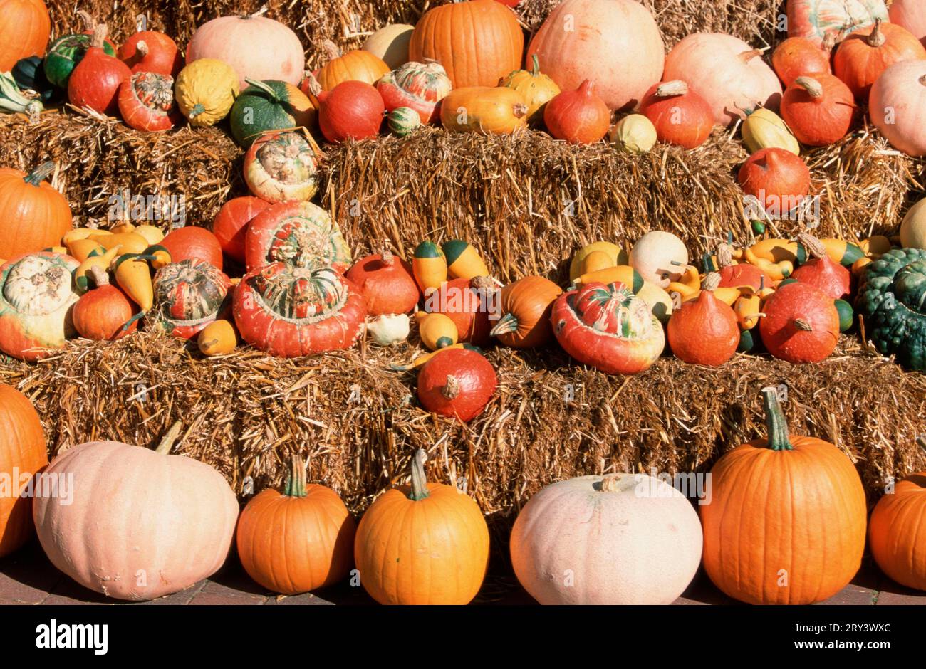 Pumpkins (Cucurbita pepo Stock Photo - Alamy
