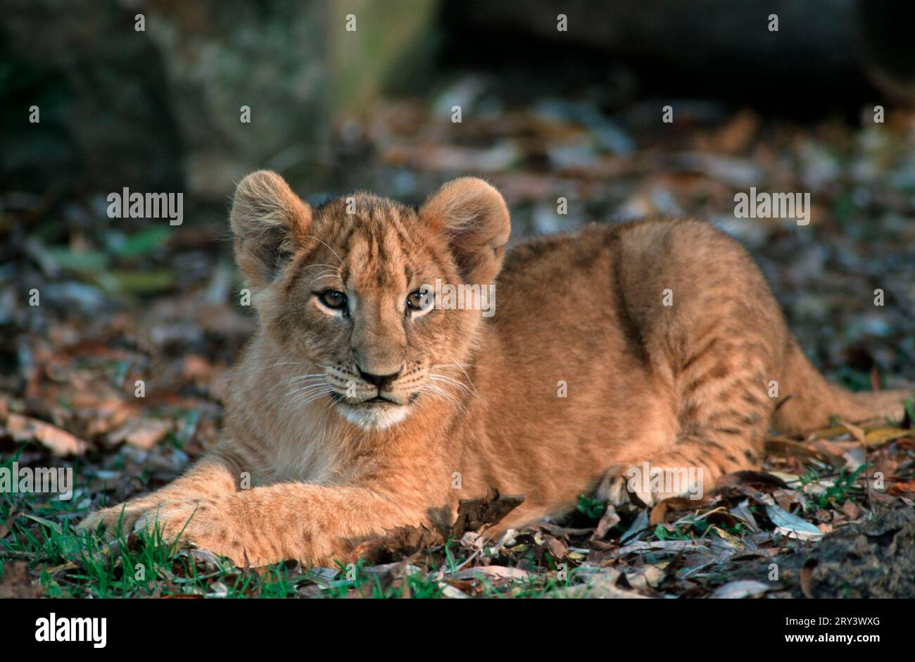 African Lion (Panthera leo), cub Stock Photo - Alamy