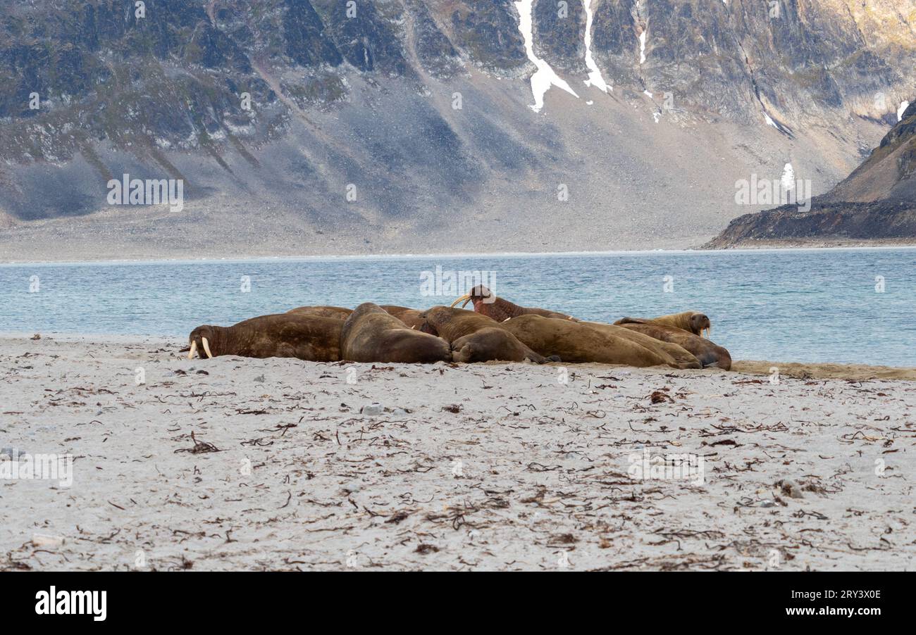 Walruses on a beach at Spitsbergen, Svalbard Stock Photo - Alamy