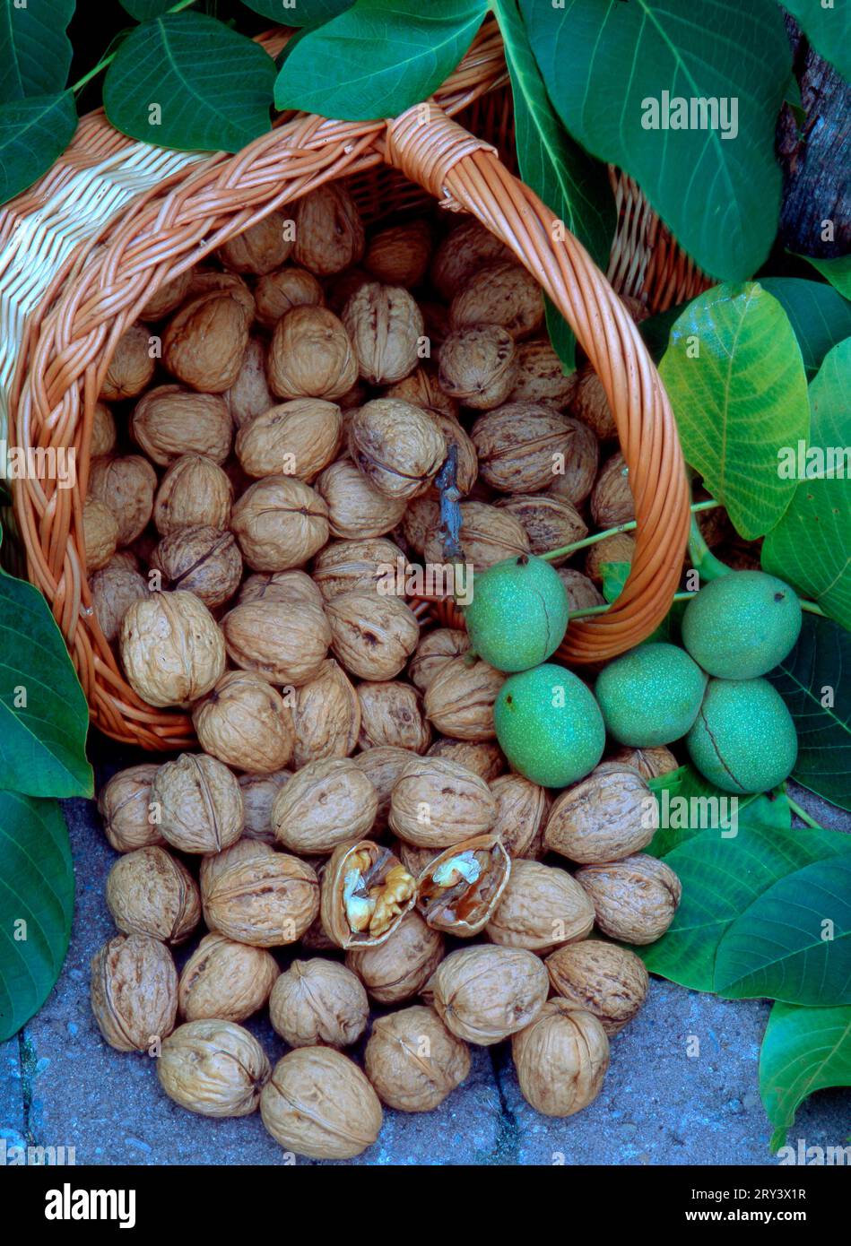 Persian walnut (Juglans regia), Walnut Stock Photo - Alamy