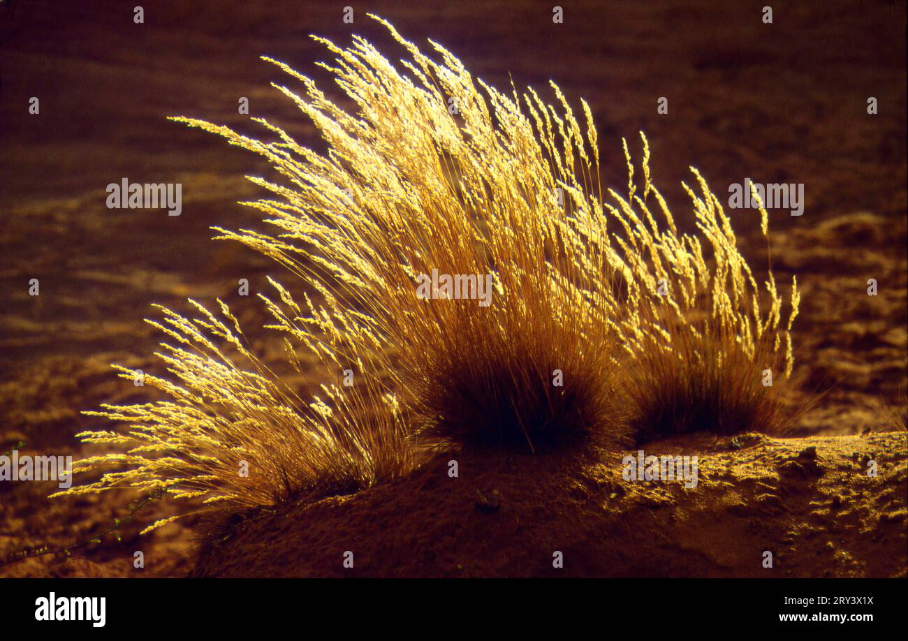 Tuft of grass Stock Photo - Alamy