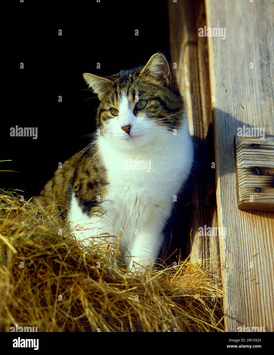 Tabby hay hi-res stock photography and images - Alamy
