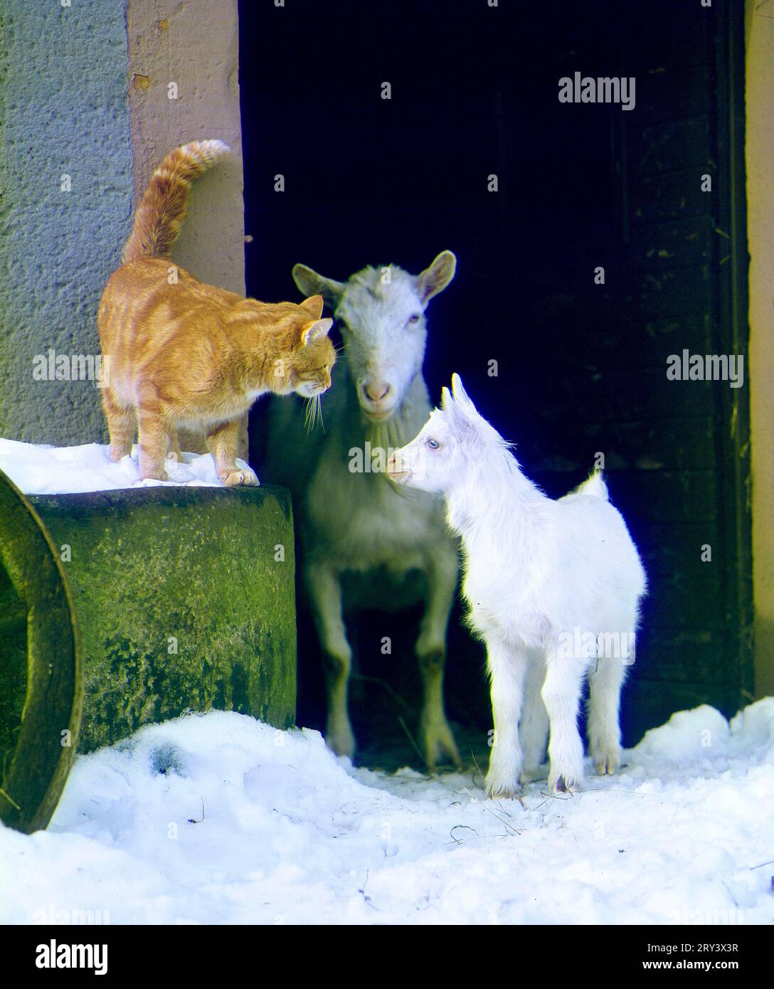 Cat and goat hi-res stock photography and images - Alamy