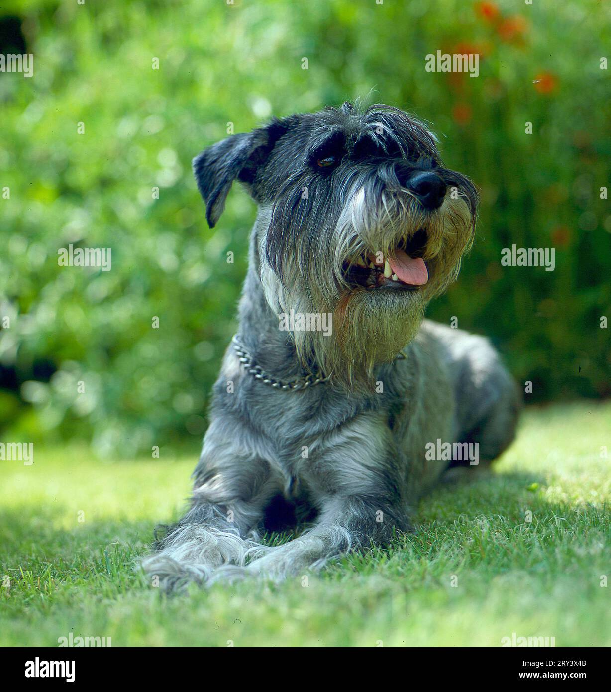 Medium Schnauzer, salt and pepper Stock Photo - Alamy