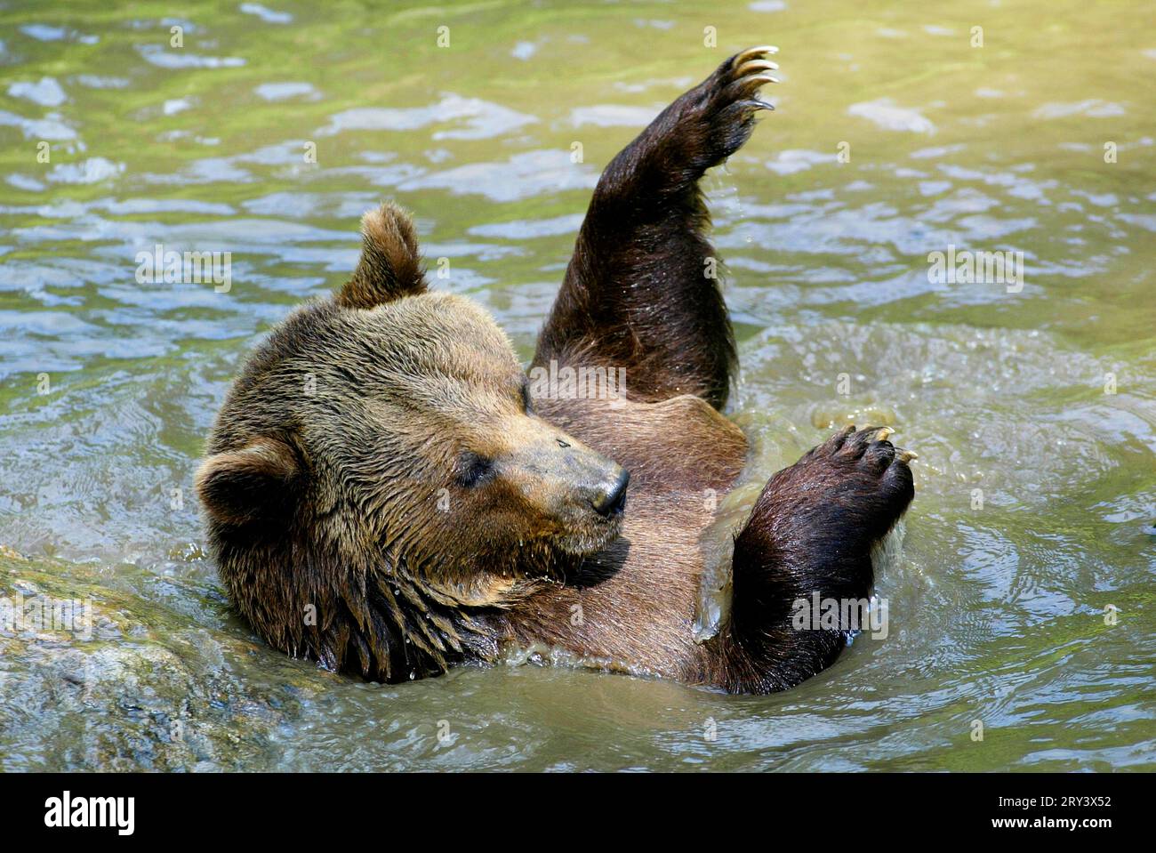 Brown bear (Ursus arctos) young splashing in the water, having a bath ...