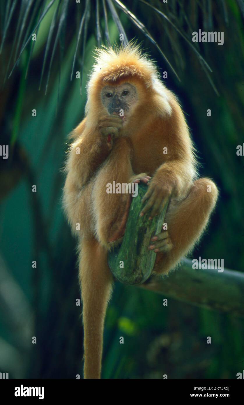 Primate fitness hi-res stock photography and images - Alamy