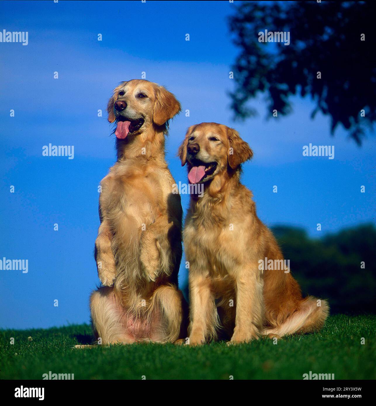 Two golden retrievers hi-res stock photography and images - Alamy