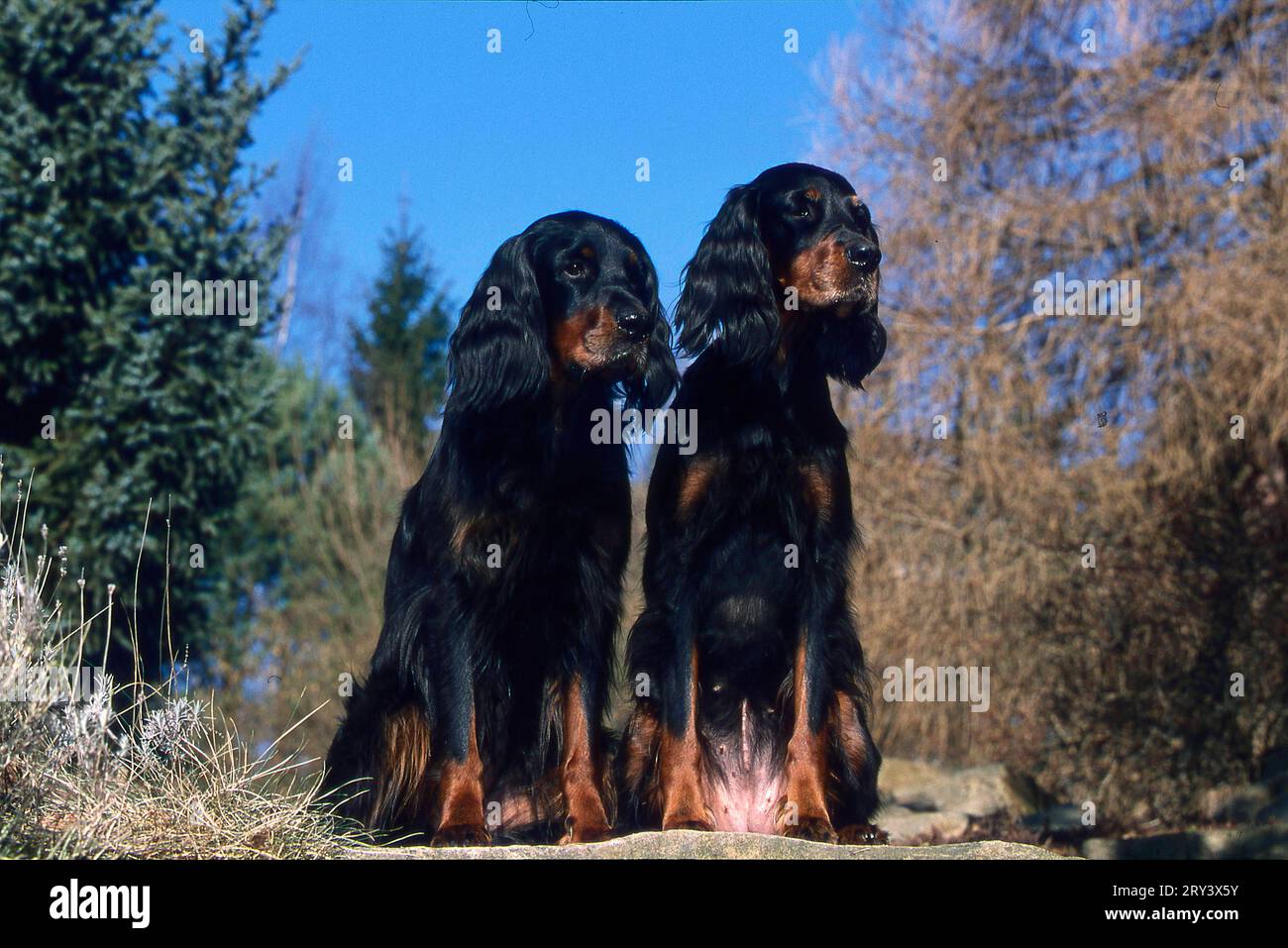 Setter breed hi-res stock photography and images - Alamy