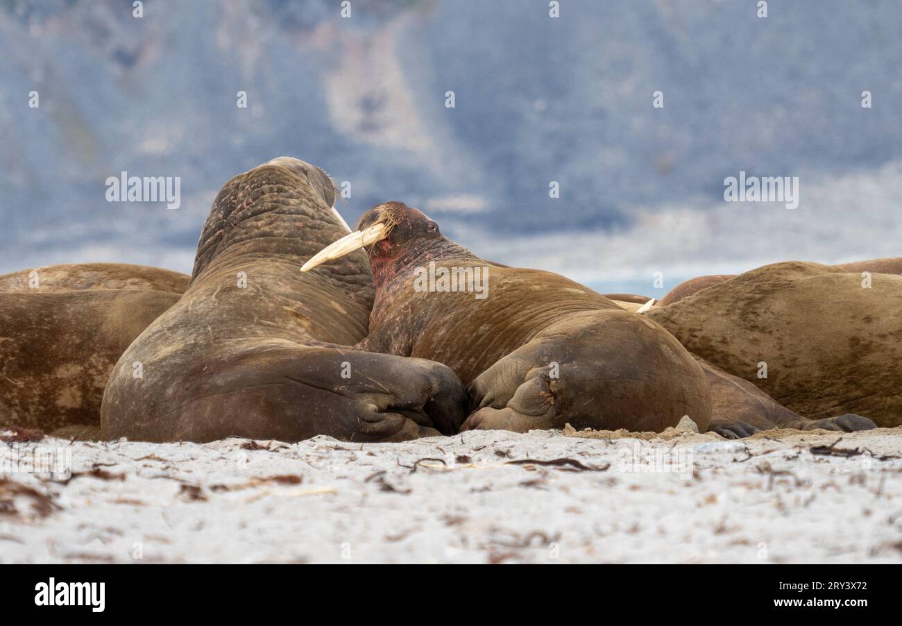Walruses on a beach at Spitsbergen, Svalbard Stock Photo - Alamy
