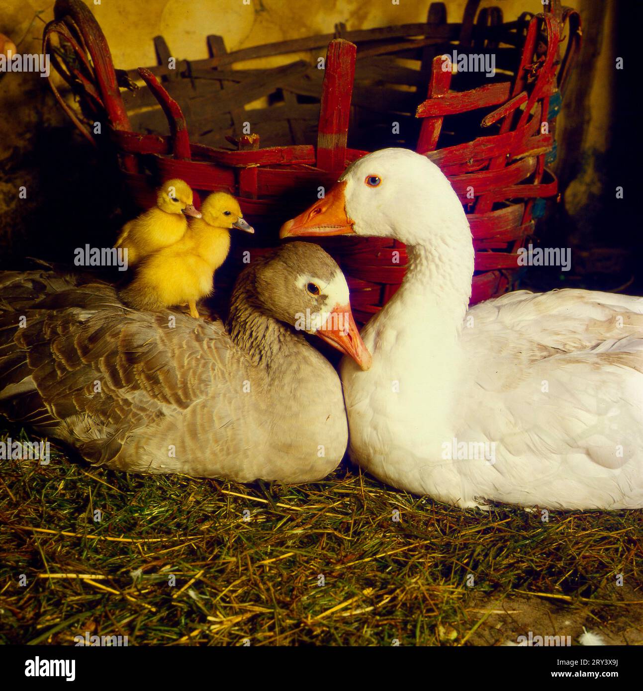 2 geese and chicks Stock Photo - Alamy