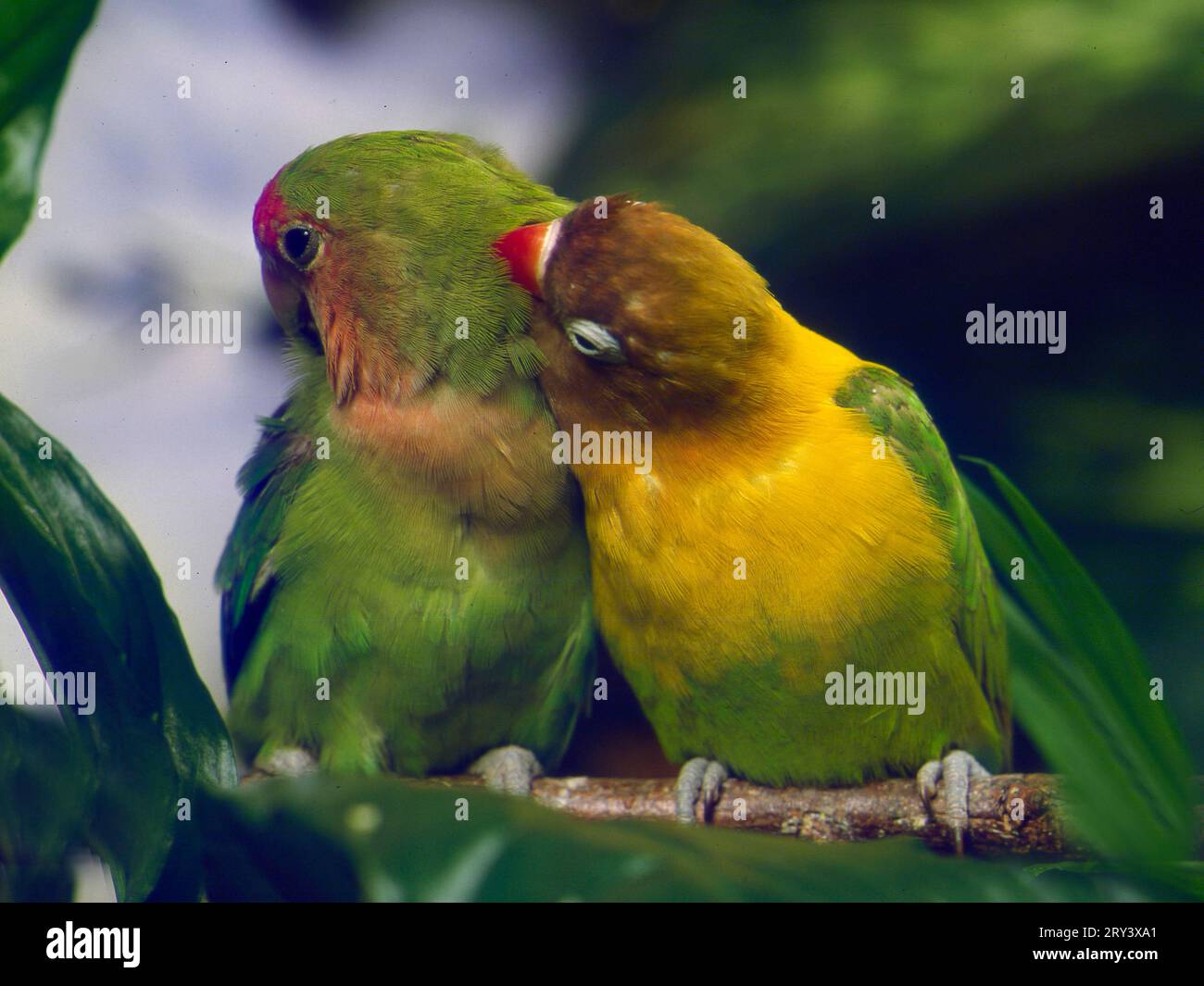Agapornids, lovebirds, parrots Stock Photo - Alamy