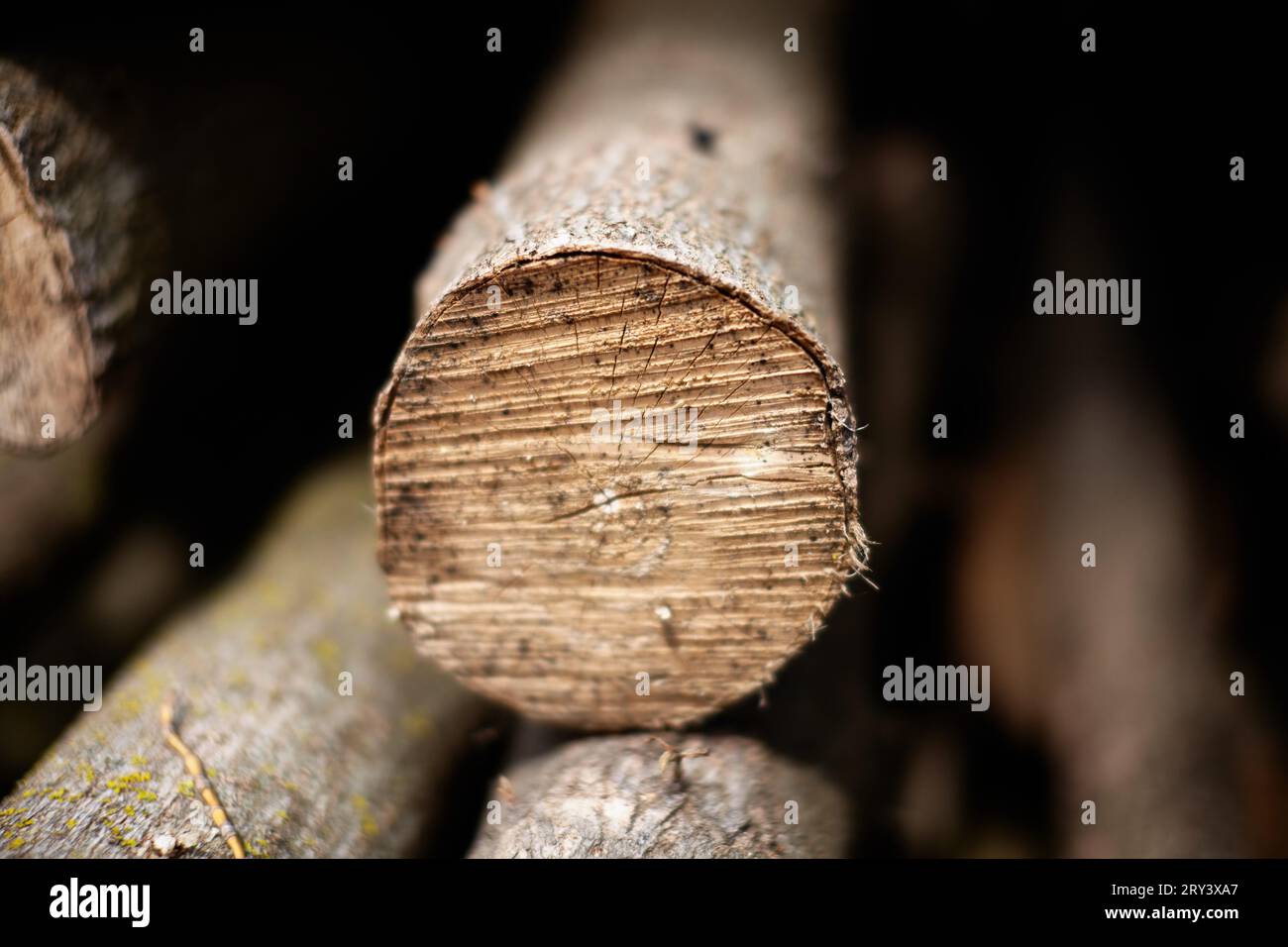 Cut down trees lie on top of each other Stock Photo - Alamy