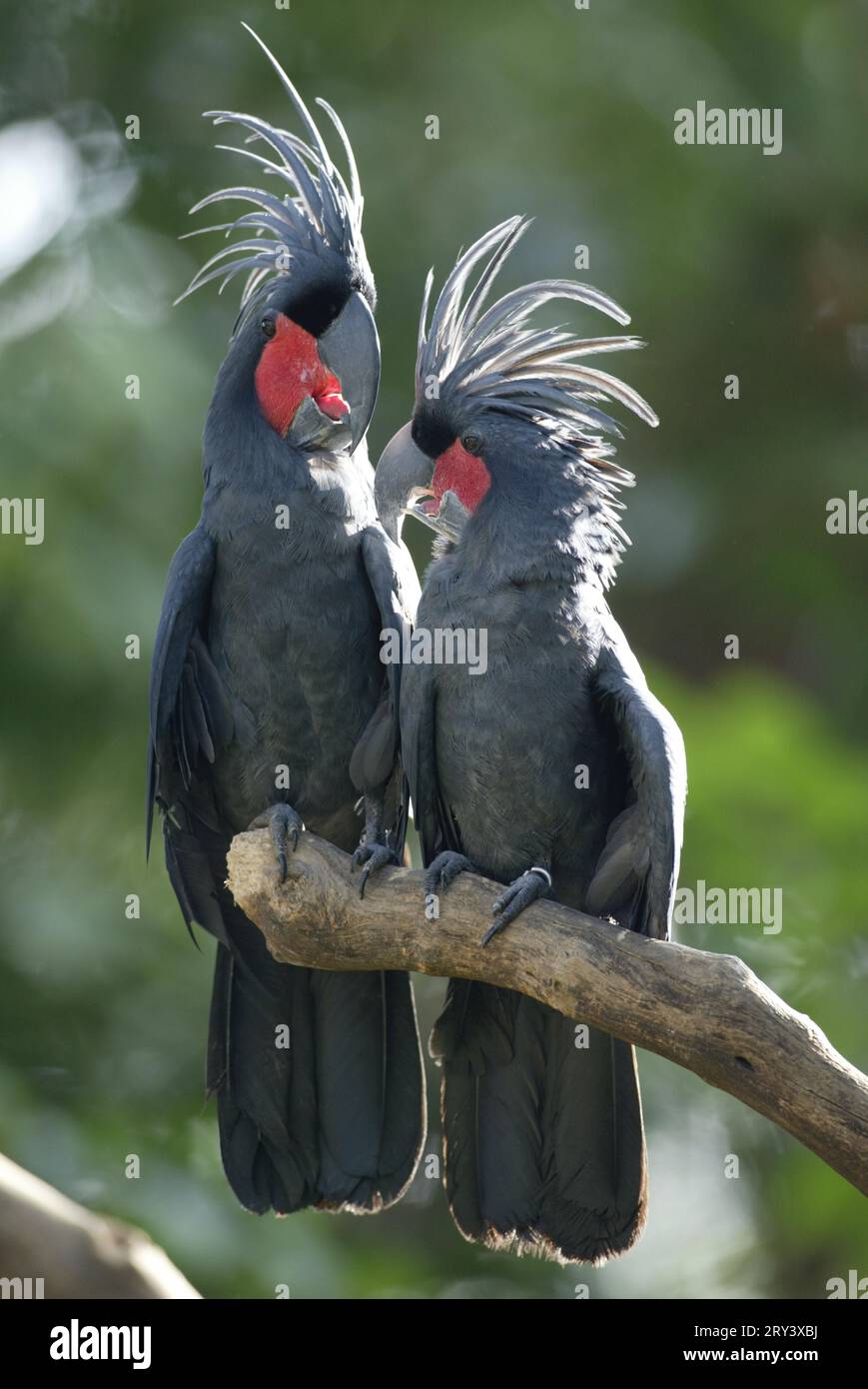 Black cockatoos australia hi-res stock photography and images - Alamy
