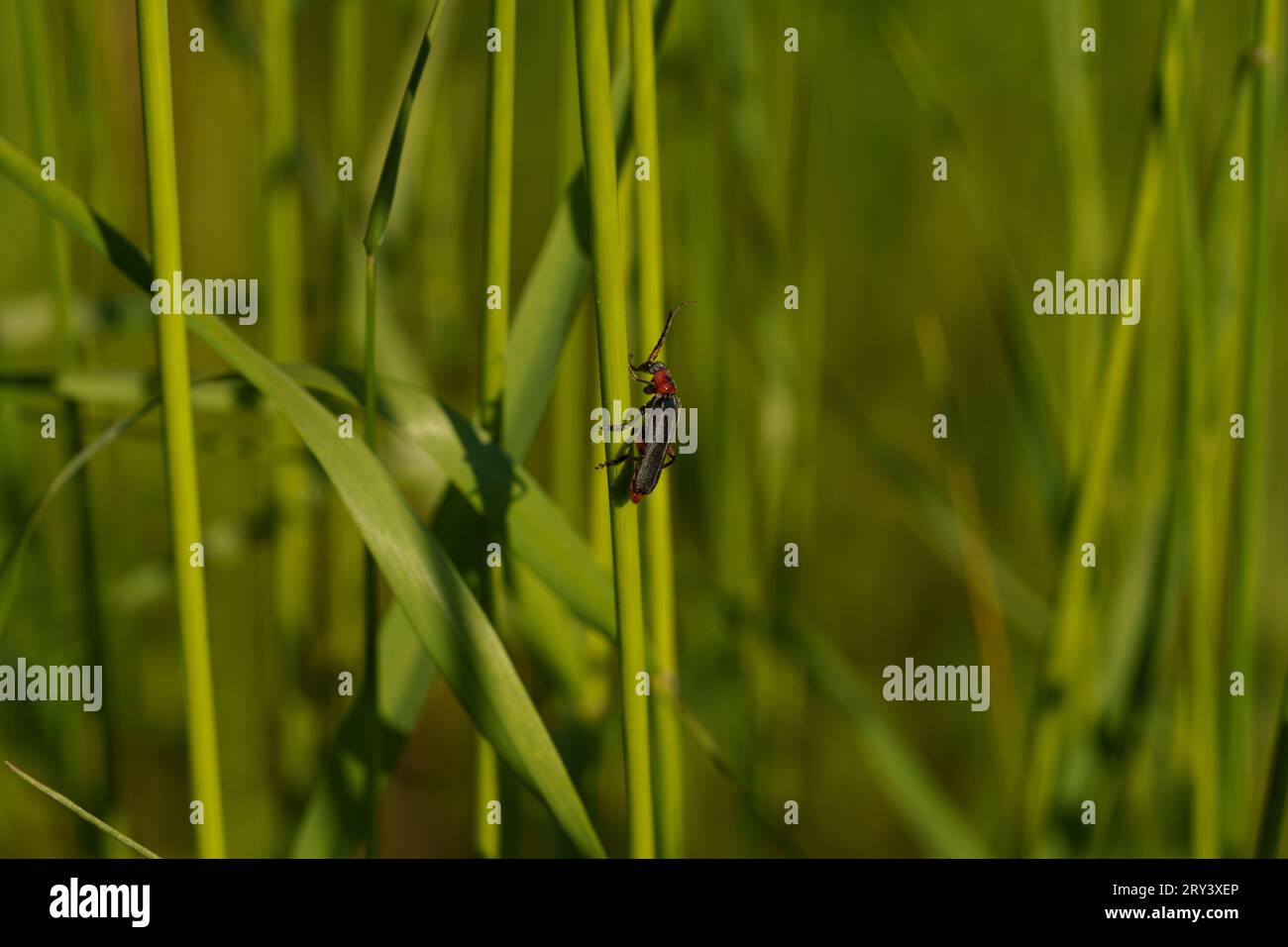Cantharis rustica Family Cantharidae Genus Cantharis Rustic sailor ...