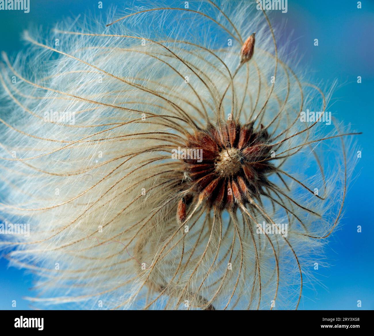 (Clematis orientalis) clematis (Klematis Stock Photo - Alamy