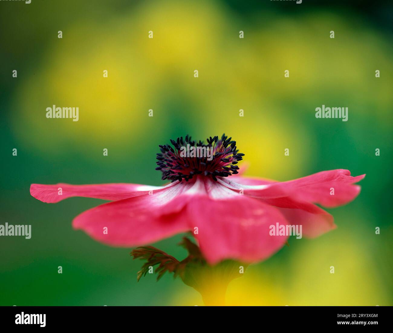Wind flower 'Mona Lisa' (Anemone coronaria hybrid Stock Photo - Alamy