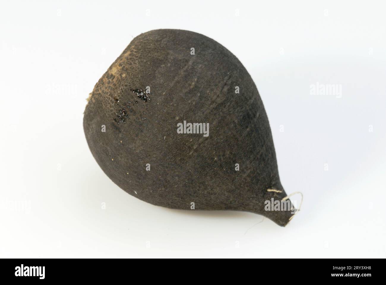 Wild radish (Raphanus sativus), root Stock Photo - Alamy