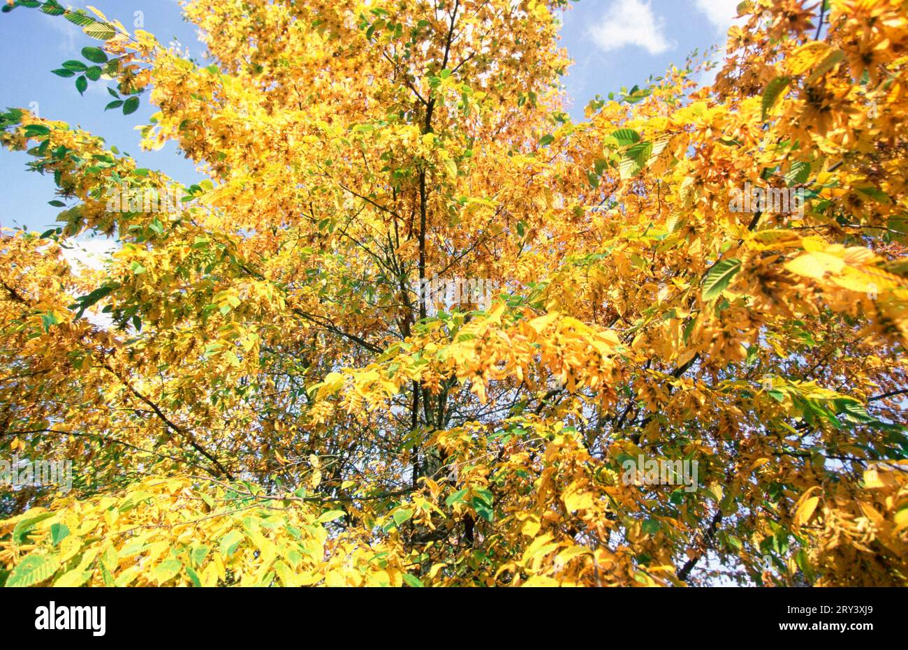 Hornbeam in autumn, Germany (Carpinus betulus Stock Photo - Alamy