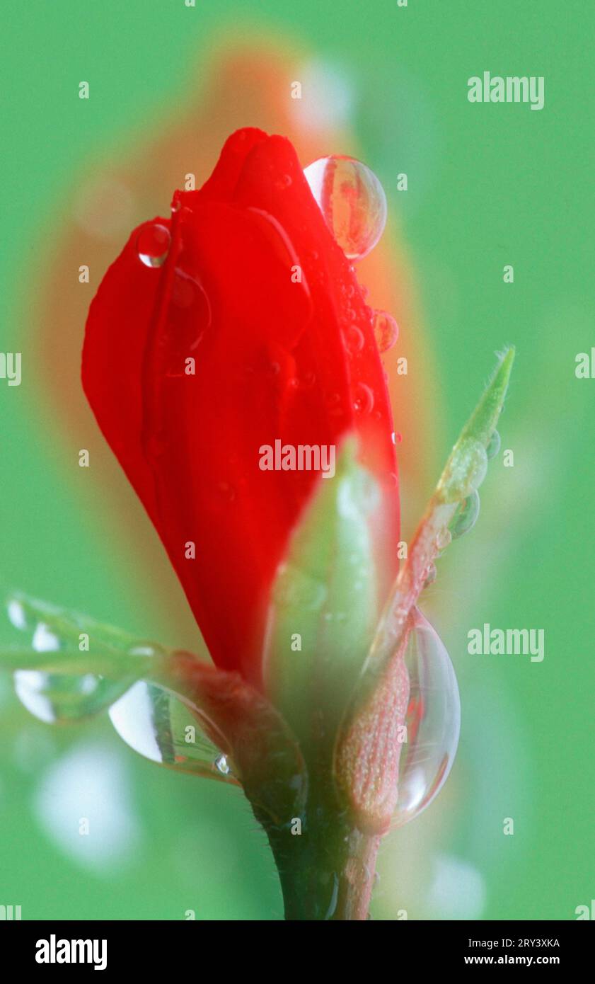 Geranium, Flower with Water Drops, Pelargonium Stock Photo - Alamy
