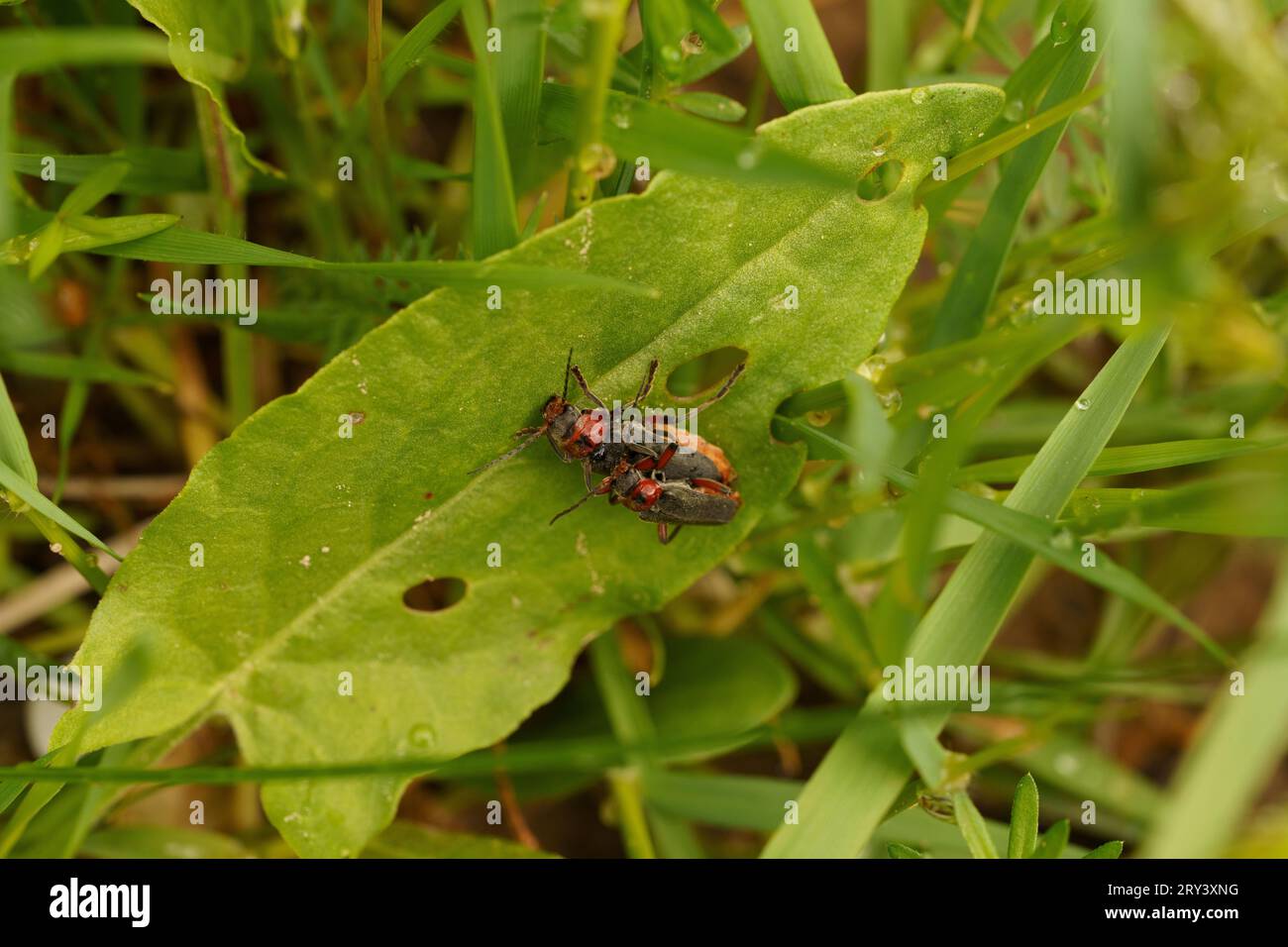 Cantharis rustica Family Cantharidae Genus Cantharis Rustic sailor ...