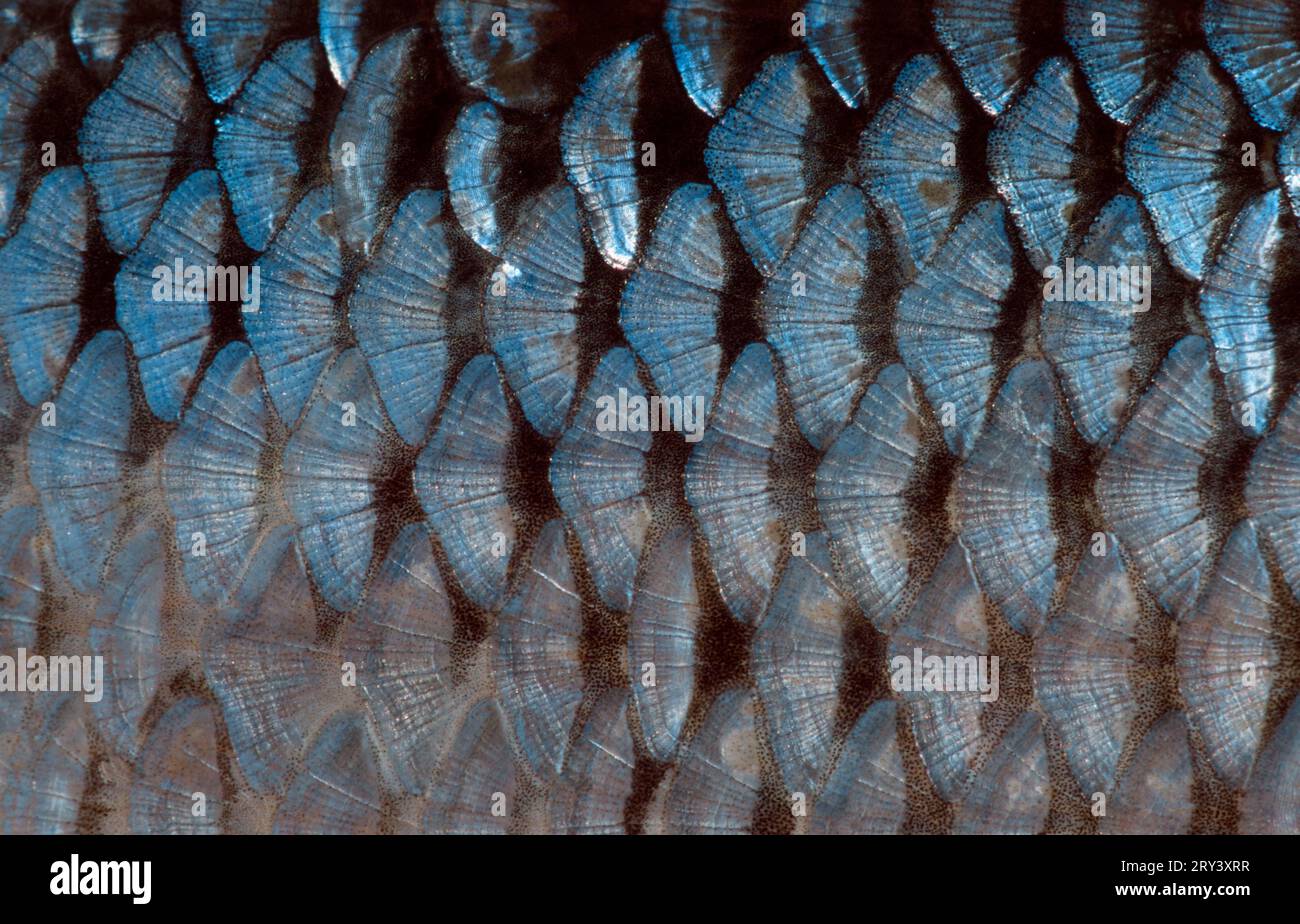 Balkan Roach (Rutilus rutilus), scales Stock Photo - Alamy
