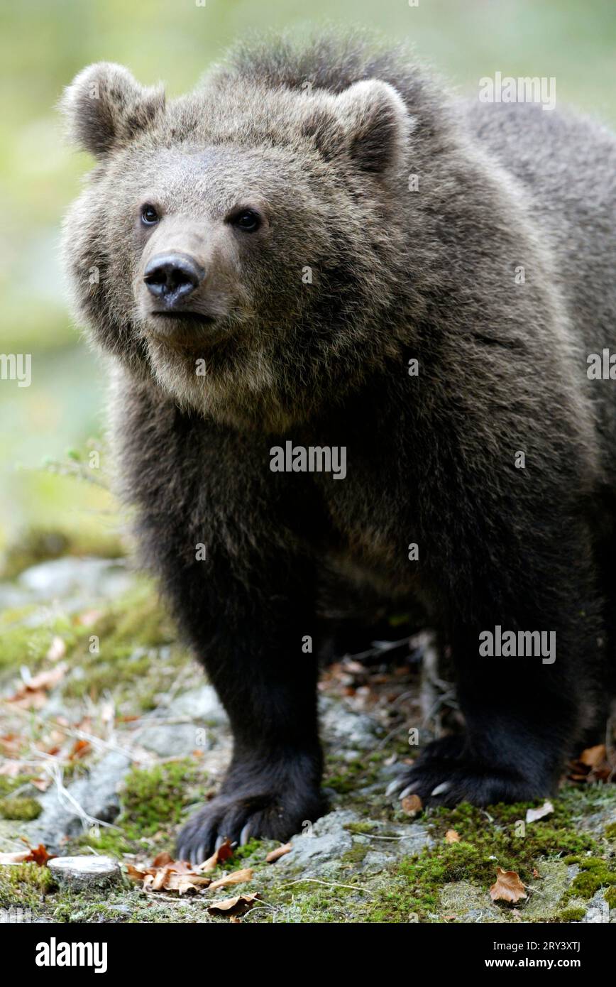 Ursus genus hi-res stock photography and images - Alamy