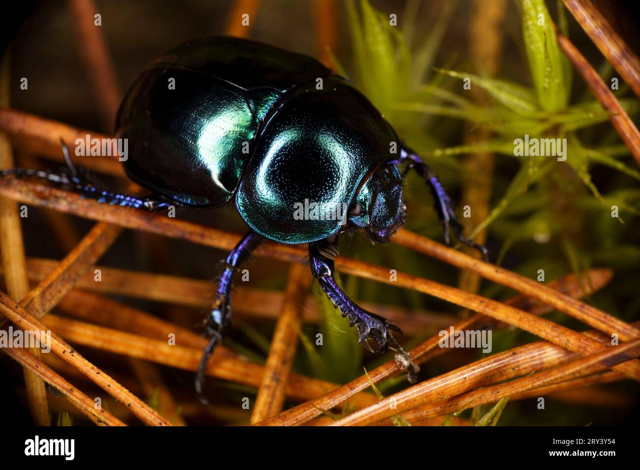 Trypocopris vernalis Family Geotrupidae Genus Trypocopris Spring ...