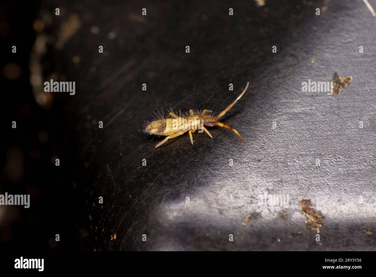 Slender springtail hi-res stock photography and images - Alamy