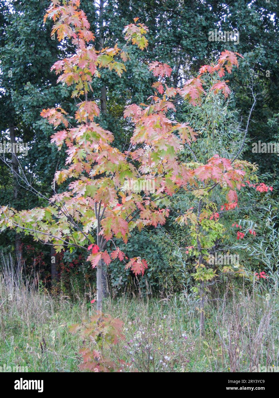 A short maple whose leaves begin to turn red in the fall. Environment ...
