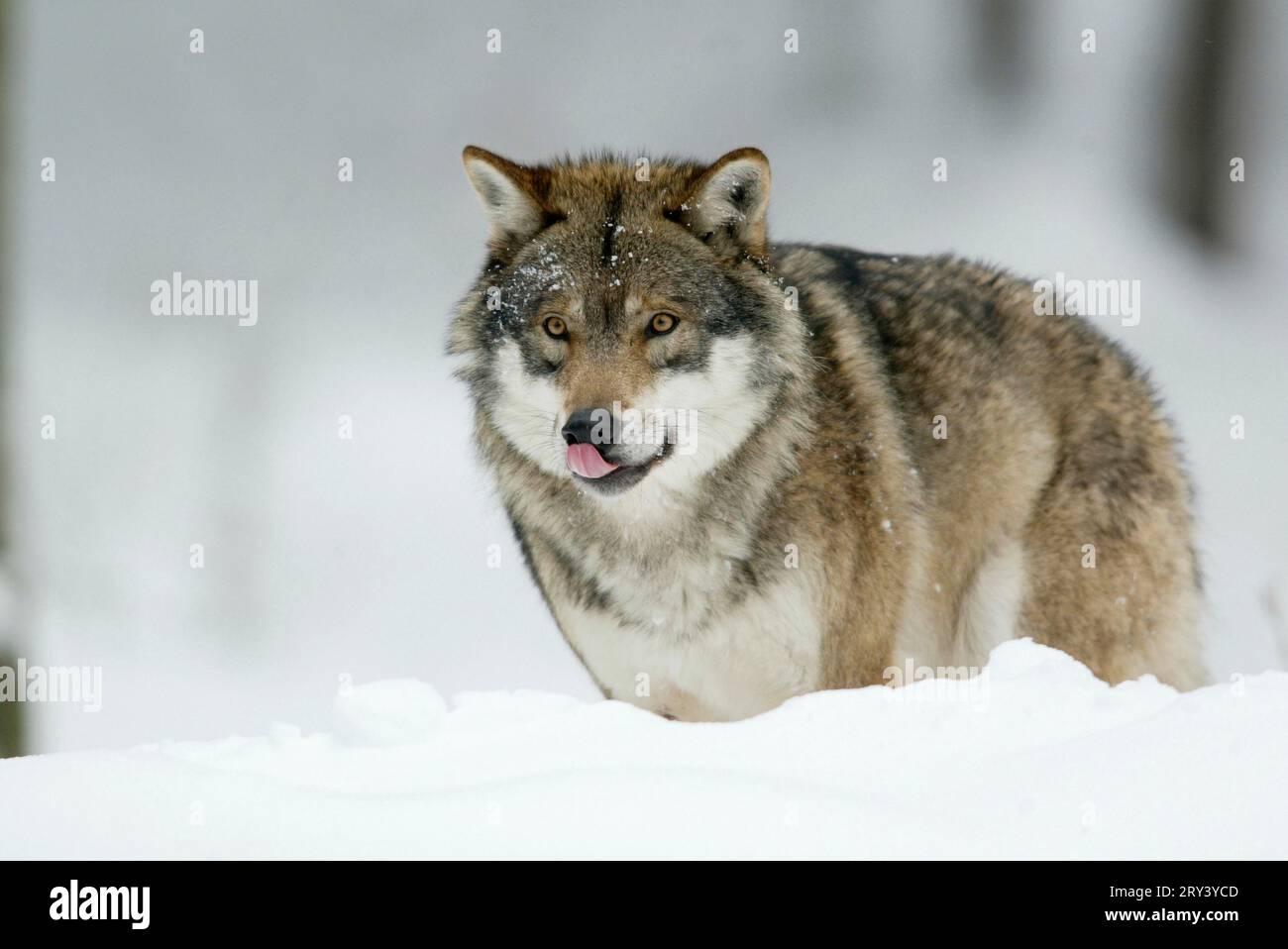 Gray wolf (Canis lupus Stock Photo - Alamy