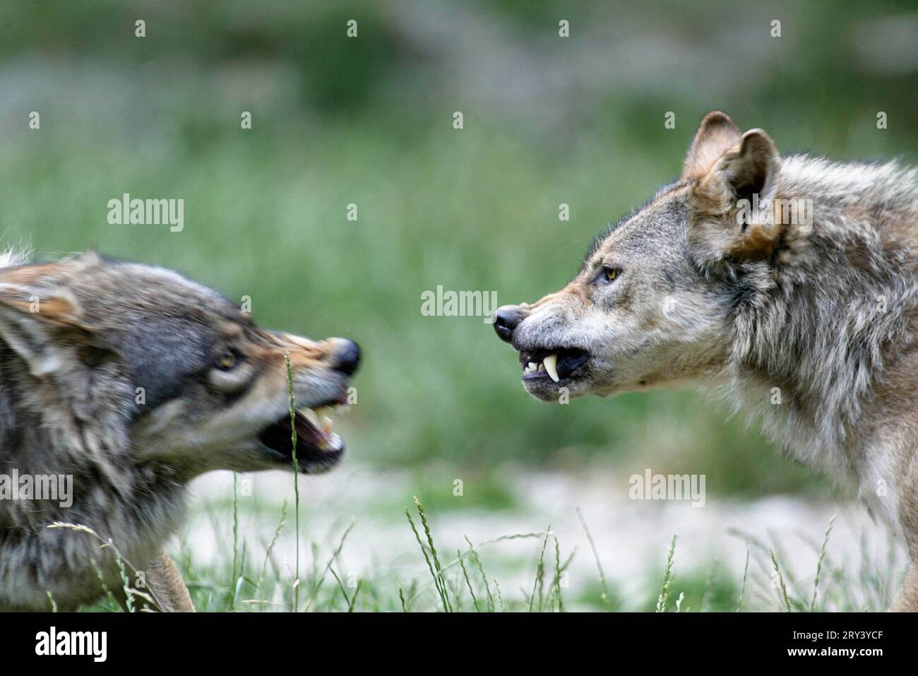 Wolf aggression hi-res stock photography and images - Alamy