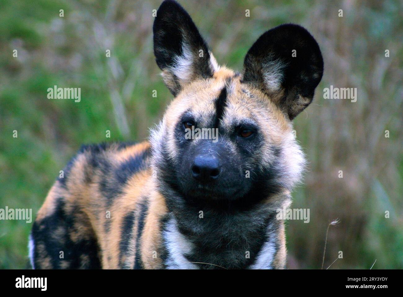 African wild dog (Lycaon Pictus), african wild dog, Africa, africa ...