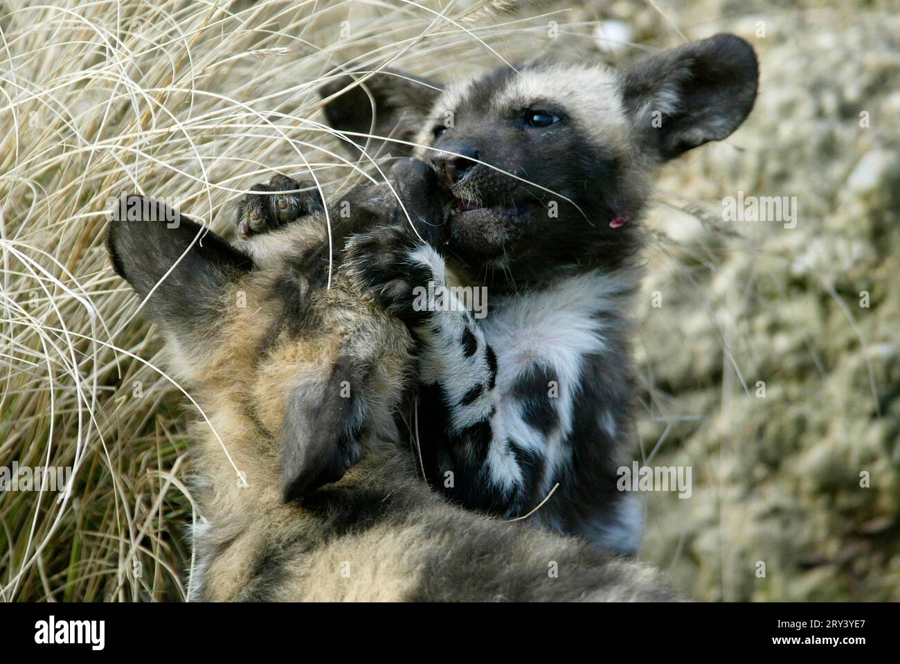 African wild dog (Lycaon Pictus), puppy, puppies, african wild dog ...