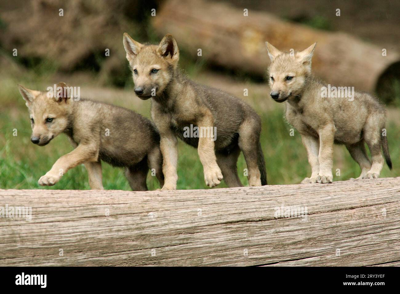 Gray wolf (Canis lupus Stock Photo - Alamy