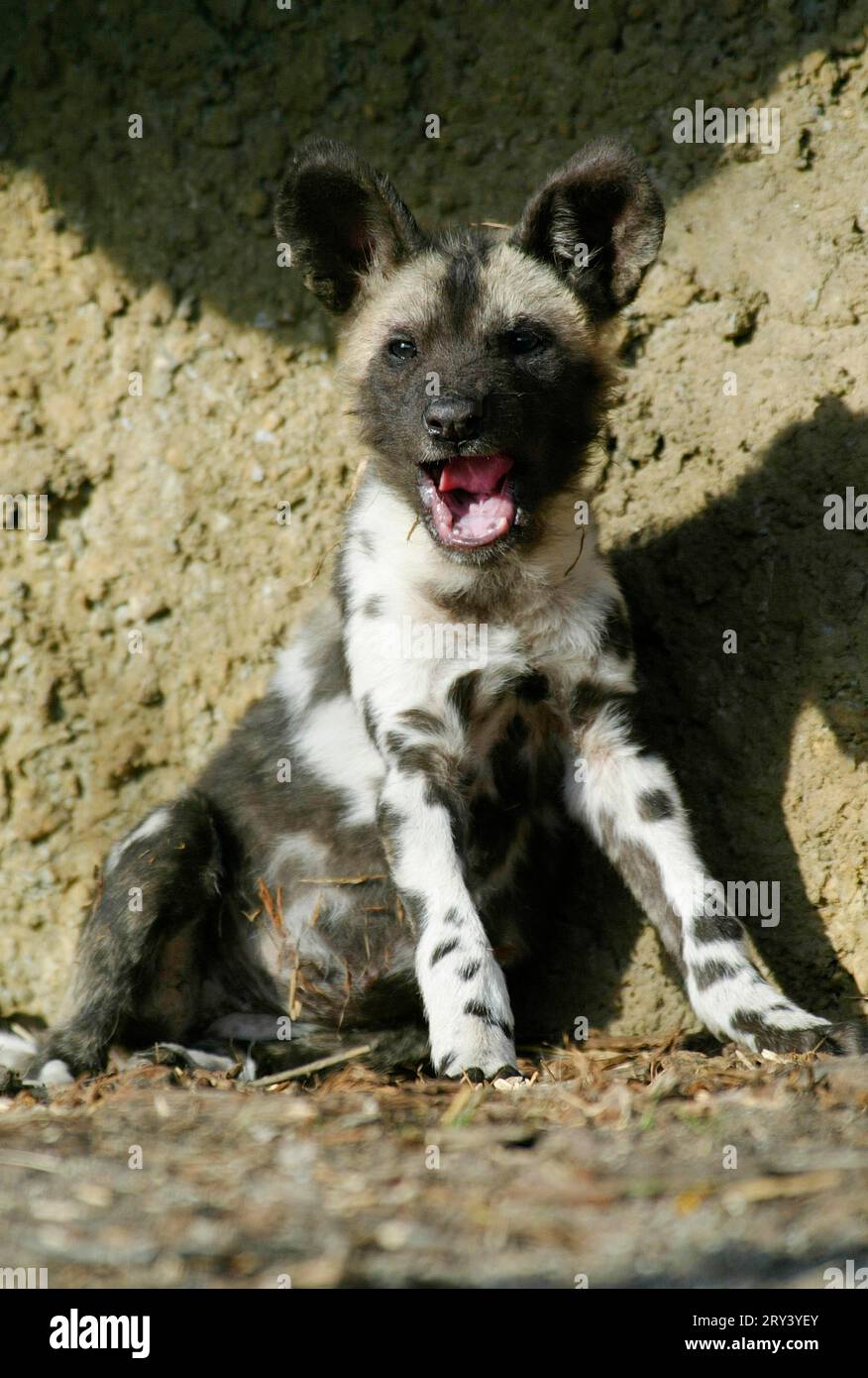 African wild dog (Lycaon Pictus), puppy, puppies, african wild dog ...