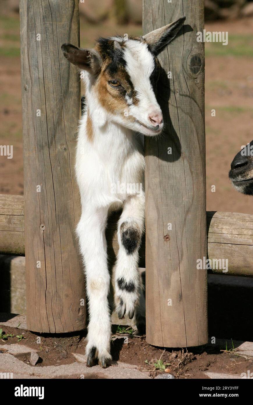 Billy goat breeding male goat hi-res stock photography and images - Alamy