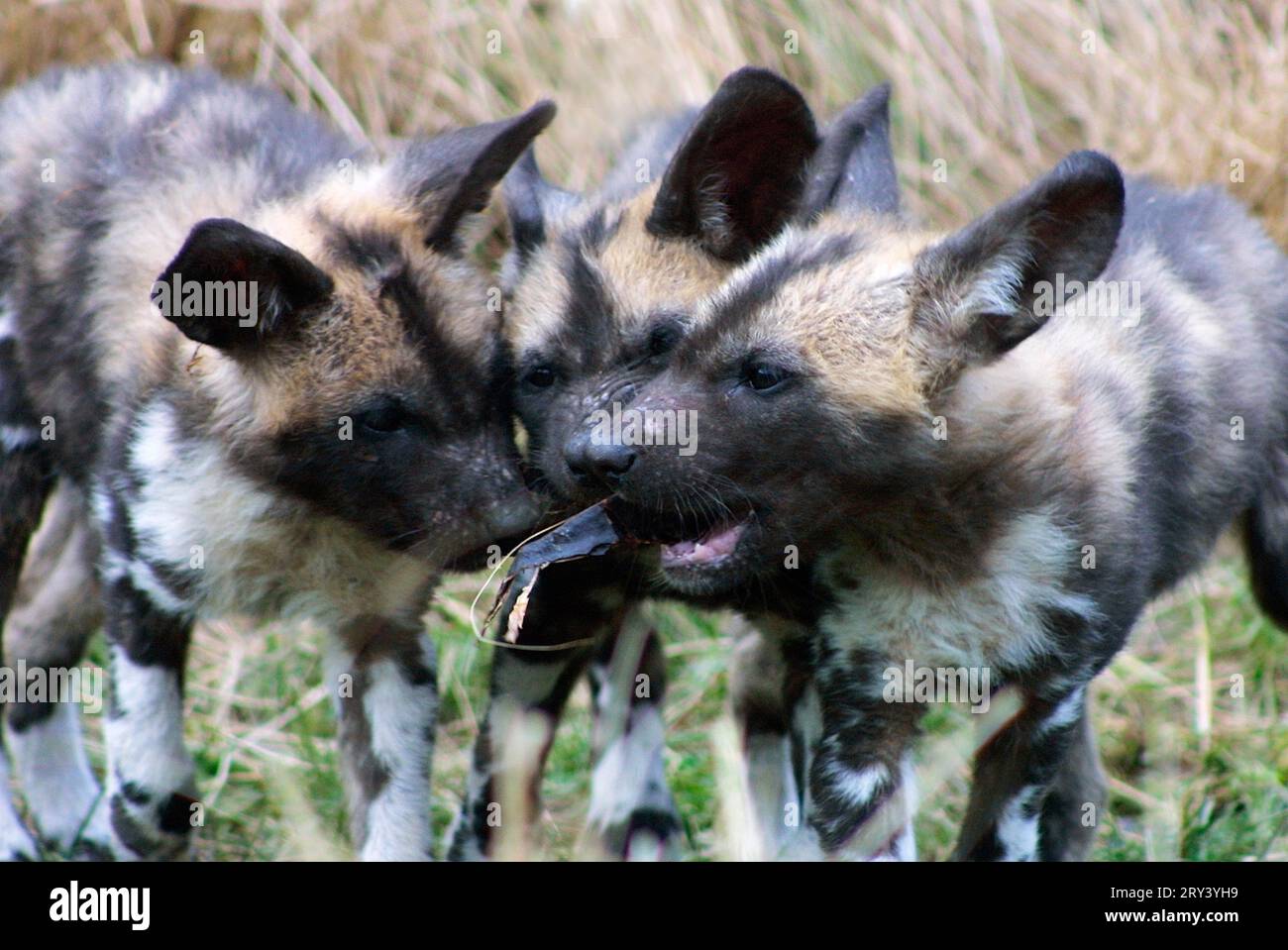 African wild dog (Lycaon Pictus), african wild dog, Africa, africa ...