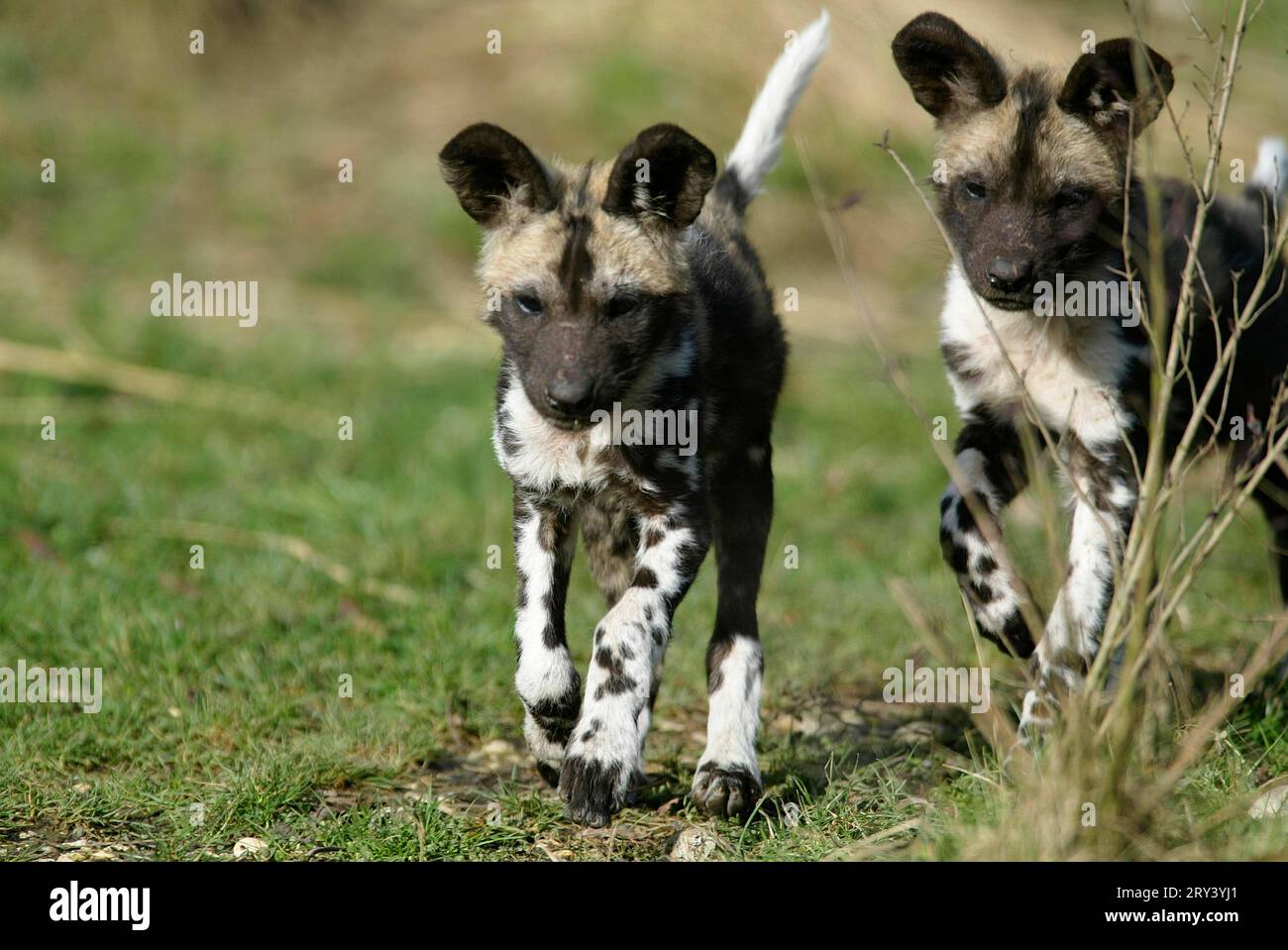 African wild dog (Lycaon Pictus), puppy, puppies, african wild dog ...