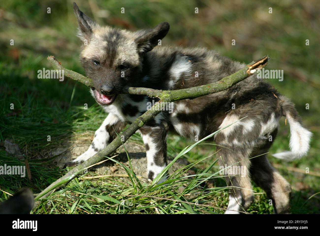 African wild dog (Lycaon Pictus), puppy, puppies, african wild dog ...