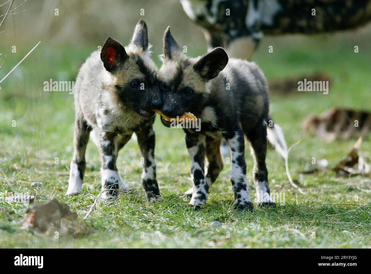 African wild dog (Lycaon Pictus), puppy, puppies, african wild dog ...